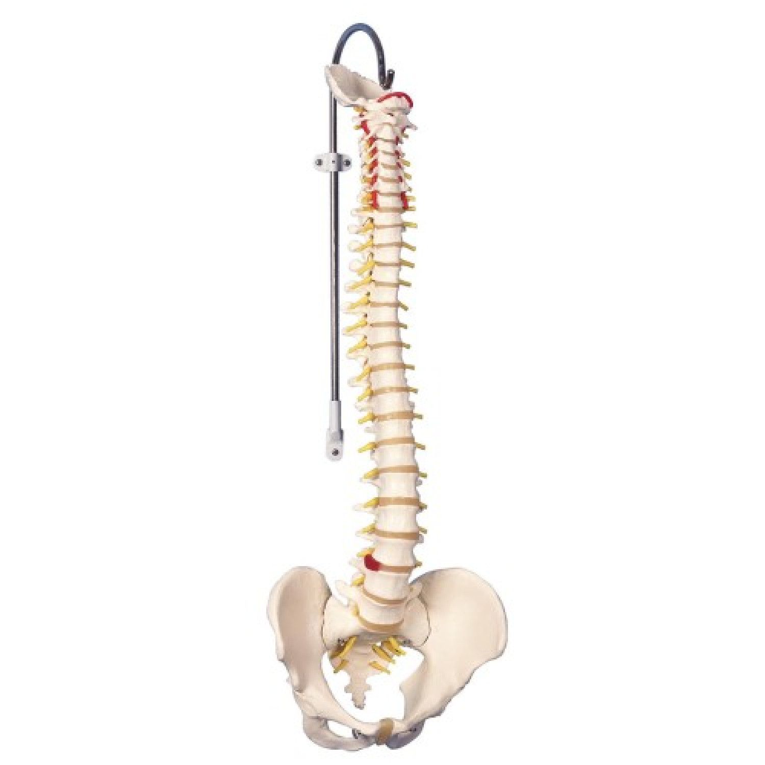 A58/1 Classic Flexible Spine
