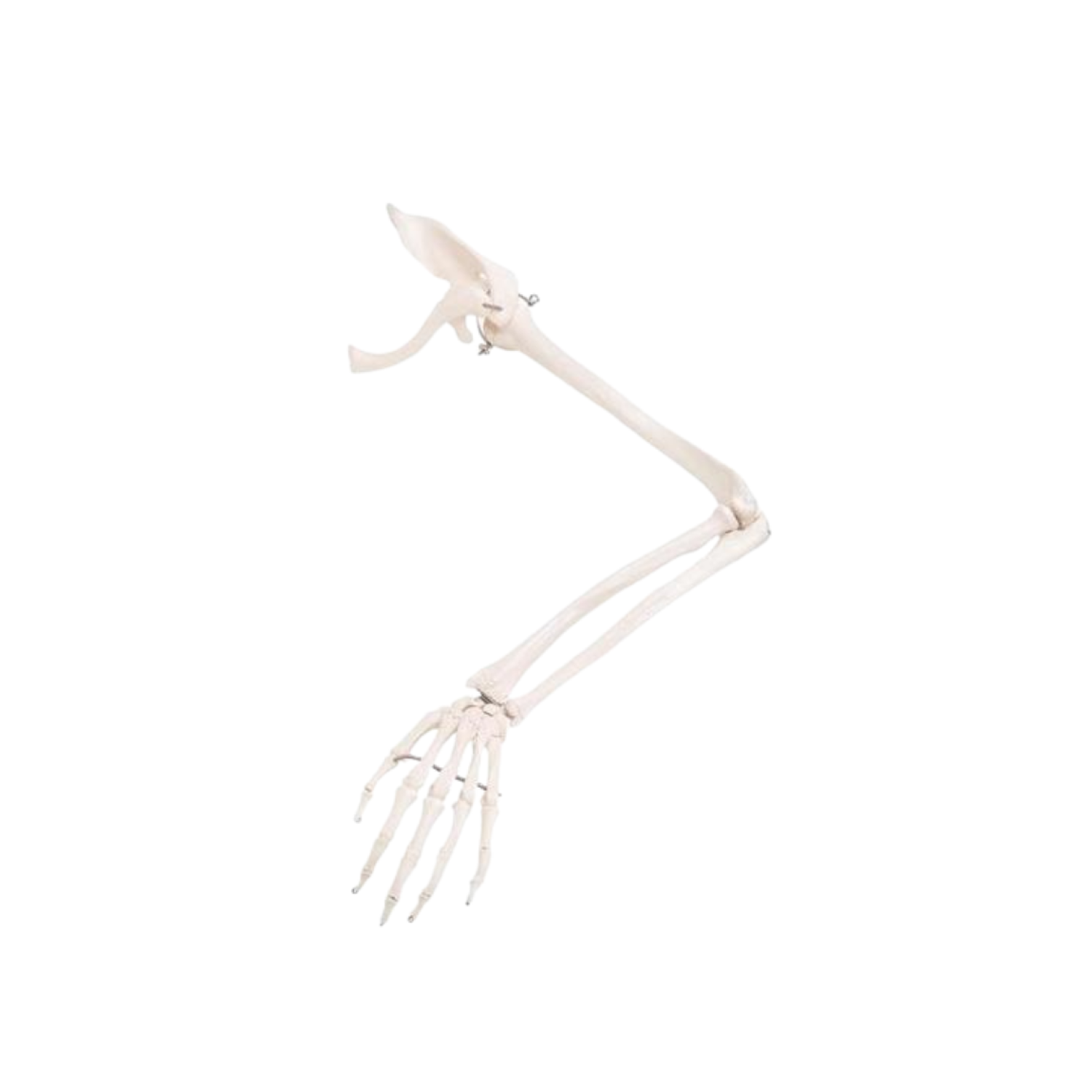 A46 Arm Skeleton with Scapula and Clavicle