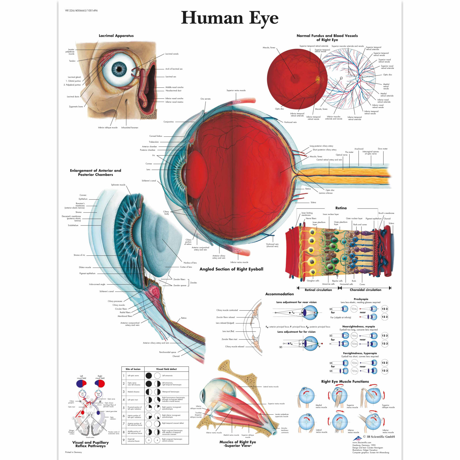 VR1226 HUMAN EYE POSTER